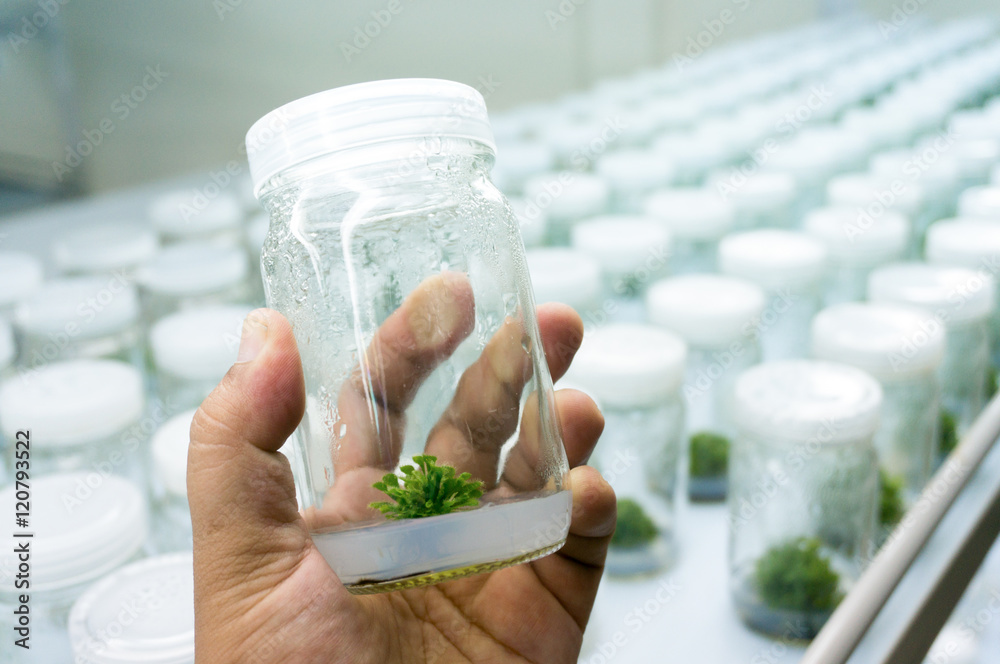 Experiment plant tissue culture in laboratory, Selective focus. Stock ...