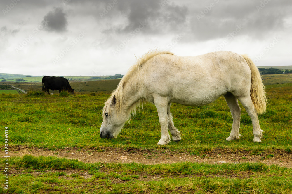 Wild horses in Dartmoor National Park in Devon, England, UK Stock Photo ...