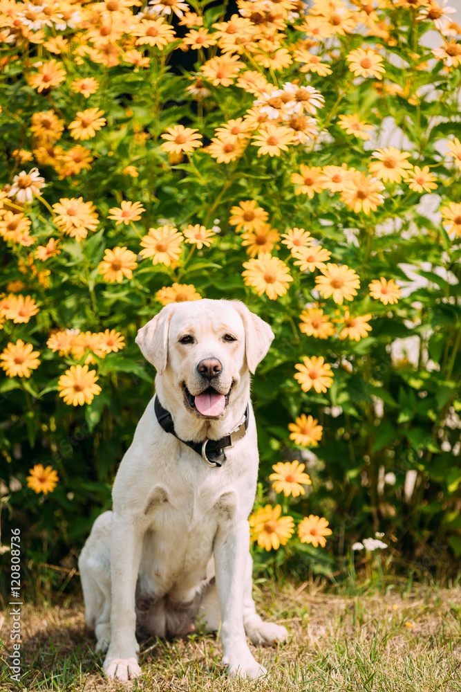 Yellow Lab Sitting