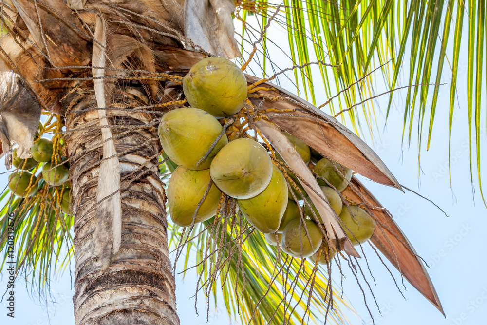 Cocotier Cocotier à l'île de la Réunion. Stock Photo | Adobe Stock