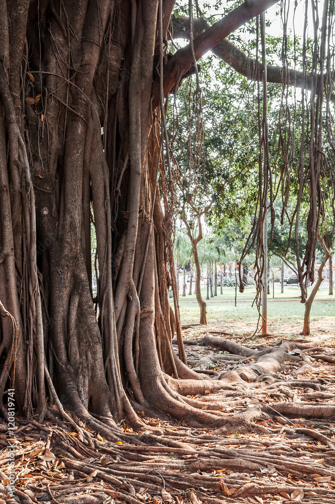 Fotografia do Stock: Old ancient tree with long roots that start at the ...