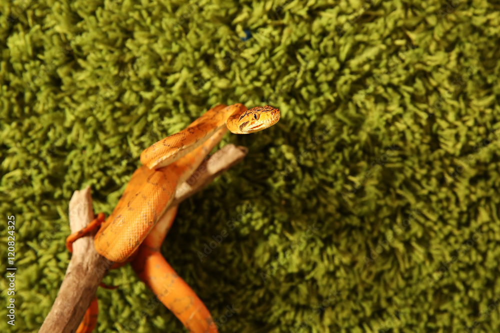 Amazon tree boa (Corallus hortulanus) snake on green background Stock ...