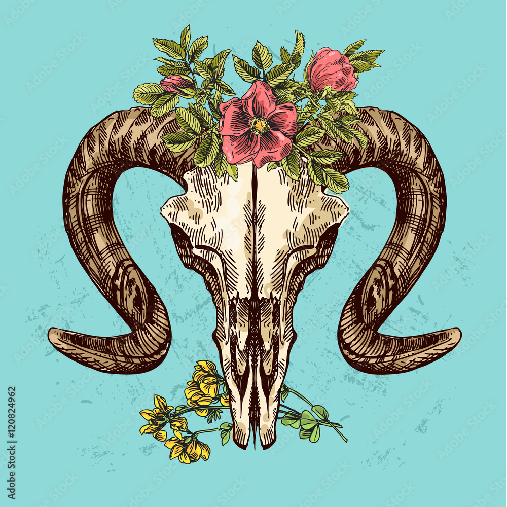 illustration animal skull Stock Vector | Adobe Stock