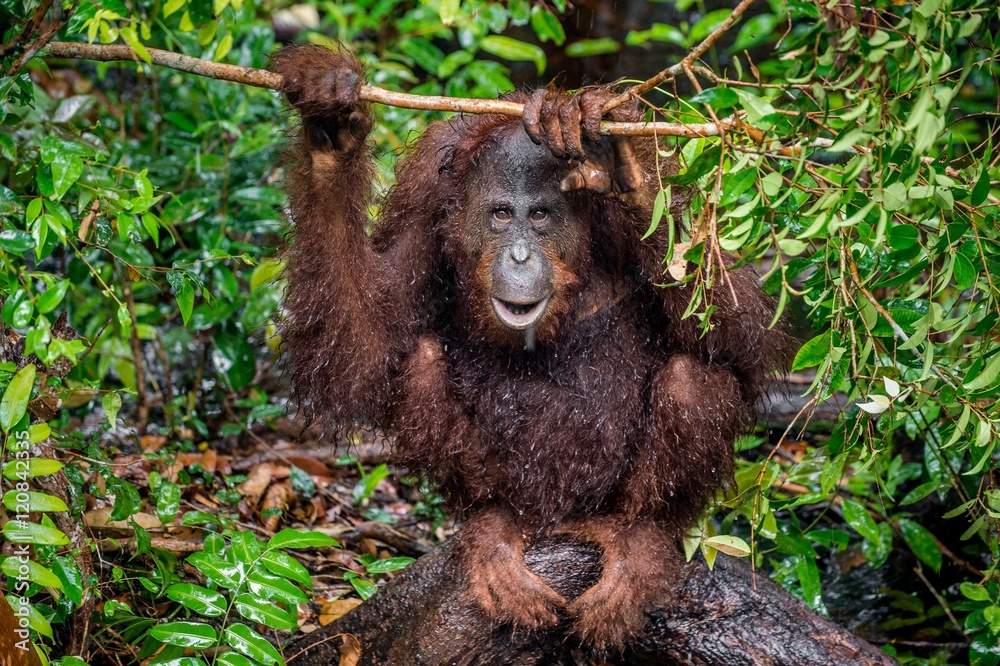 A close up portrait of the Bornean orangutan (Pongo pygmaeus)under rain ...