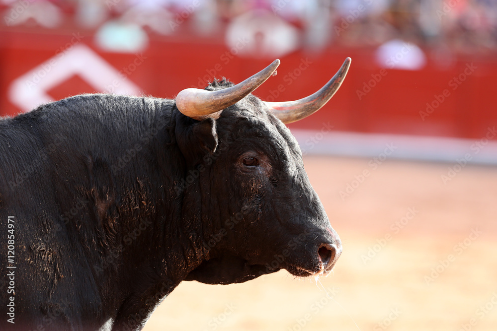 Foto Stock Toro | Adobe Stock