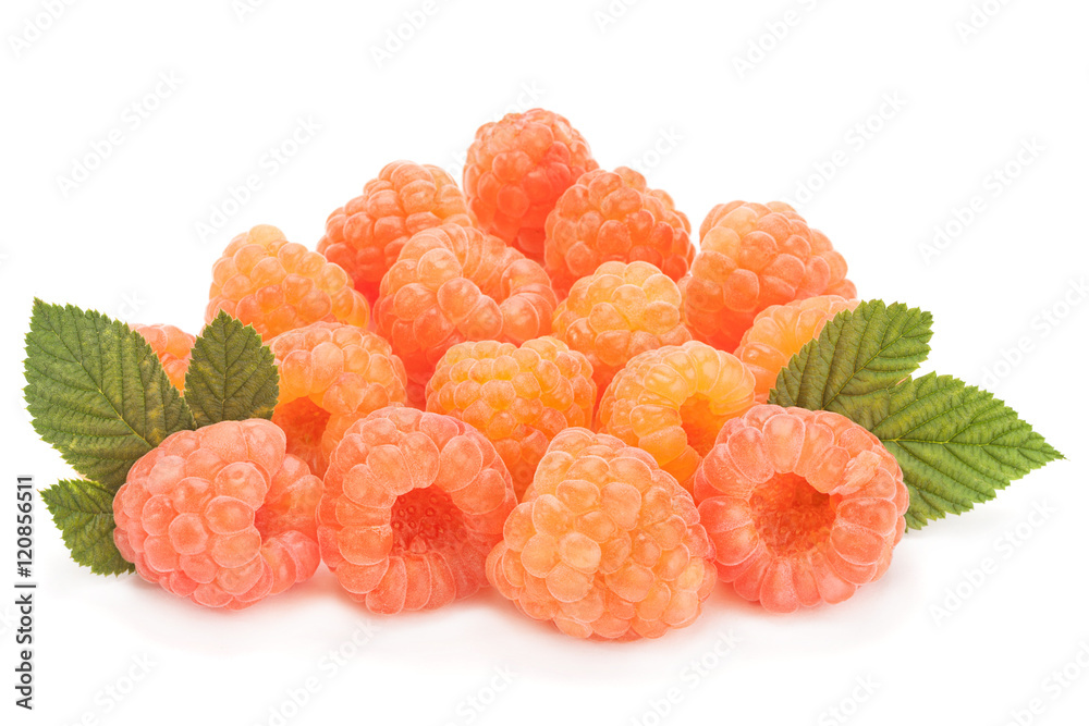 Rose raspberry on white foto de Stock | Adobe Stock