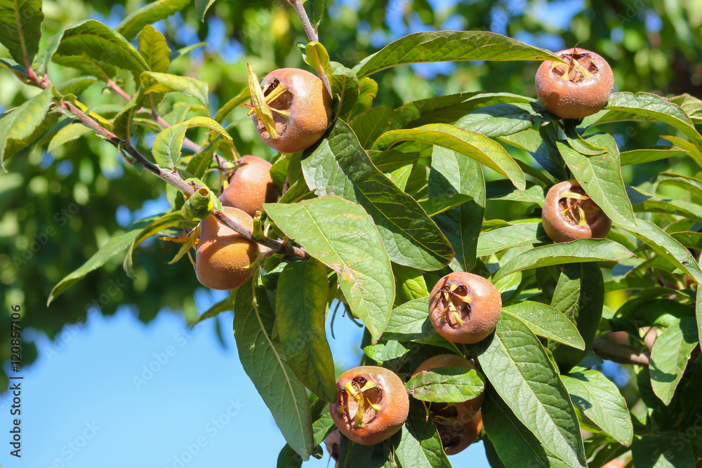Deutsche Mispeln, Mispelfrüchte am Baum, Mespilus Germanica Stock Photo ...