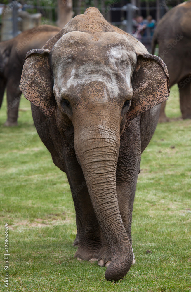 Indian elephant (Elephas maximus indicus). Stock Photo | Adobe Stock