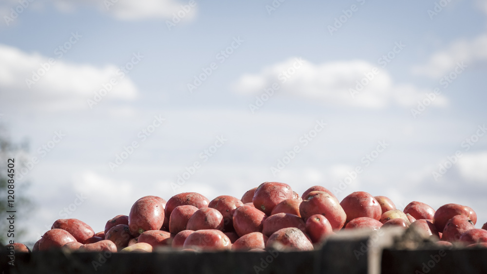 Cosecha, limpieza y selección de tomate en el campo. Cosechando tomate ...