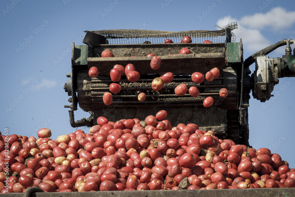 Cosecha, limpieza y selección de tomate en el campo. Cosechando tomate ...