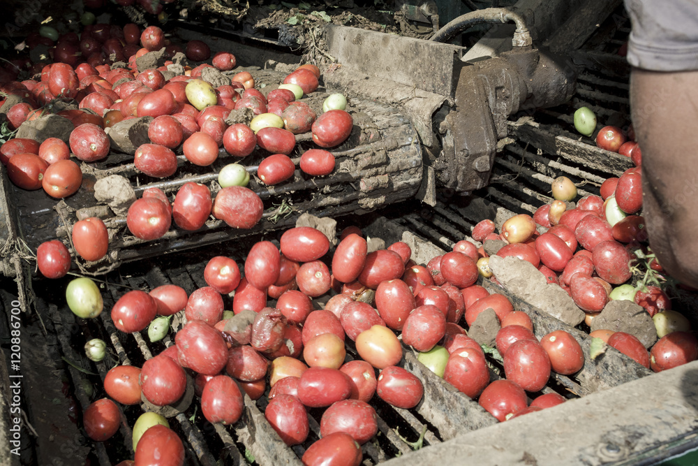 Cosecha, limpieza y selección de tomate en el campo. Cosechando tomate ...