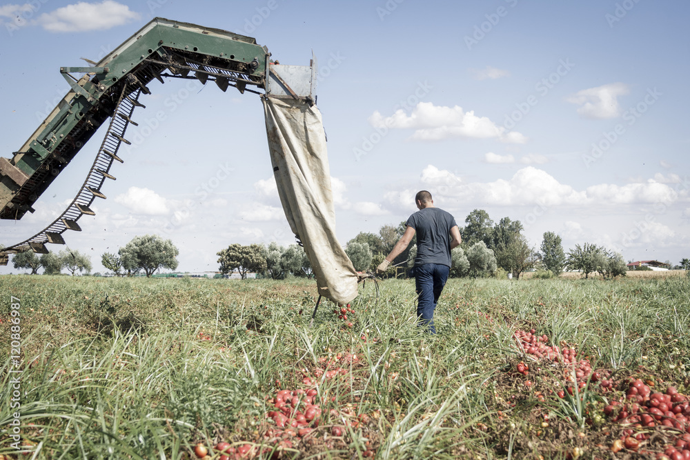 Cosecha, limpieza y selección de tomate en el campo. Cosechando tomate ...