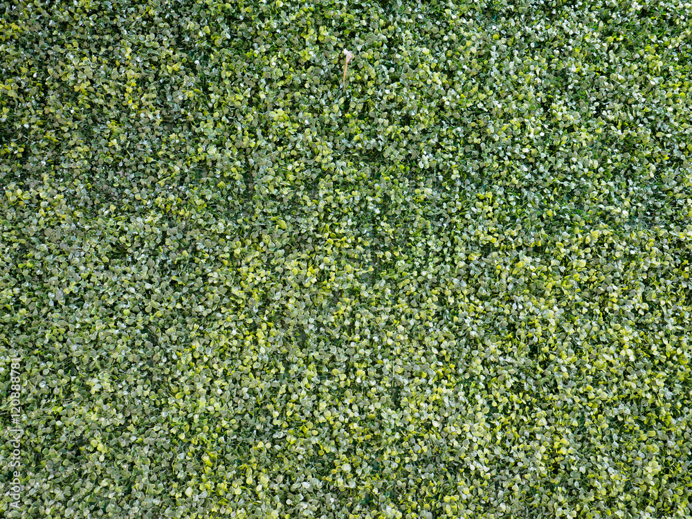 Artificial green plant Field Top View Texture Stock Photo | Adobe Stock
