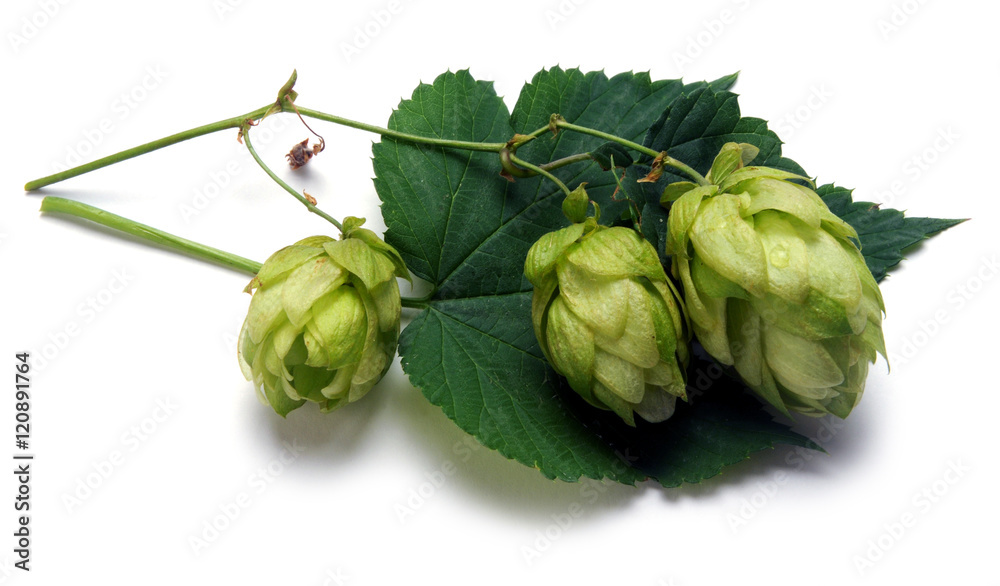 Humulus lupulus Hops Chmel otáčivý Hoa bia Luppolo Common 蛇麻 hop ...