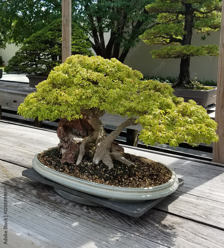 Bonsai and Penjing landscape with miniature deciduous tree in a tray ...