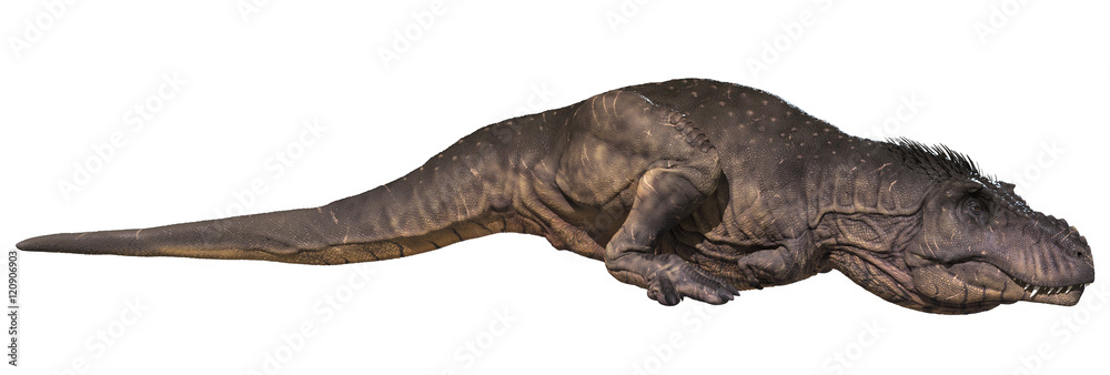 3D rendering of Tyrannosaurus Rex sleeping, isolated on white ...