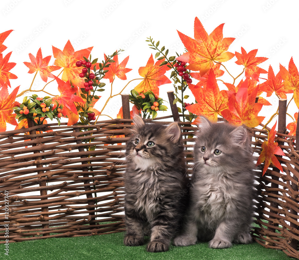 Cute fluffy kittens Stock Photo | Adobe Stock