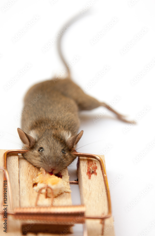 Muis in de val, op witte achtergrond Stock Photo | Adobe Stock
