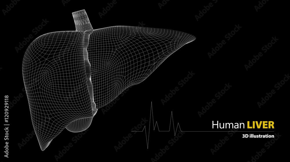 Anatomy of Human Liver on black background Stock Illustration | Adobe Stock