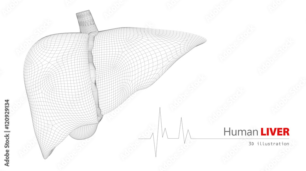 Anatomy of Human Liver on white background Stock Illustration | Adobe Stock