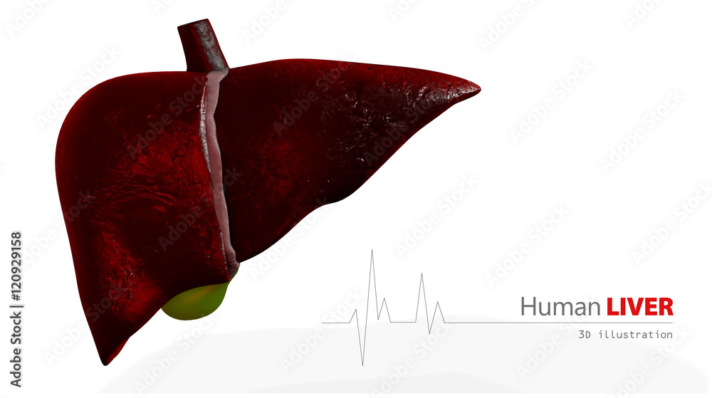 Anatomy of Human Liver on white background Stock Illustration | Adobe Stock