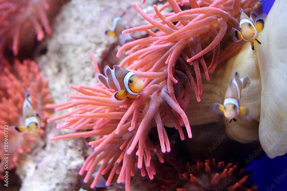 Pesci tropicali - Nemo e coralli Stock Photo | Adobe Stock