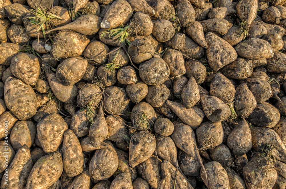 Pile of organic beet sugar at hte field as background.Top of view Stock ...