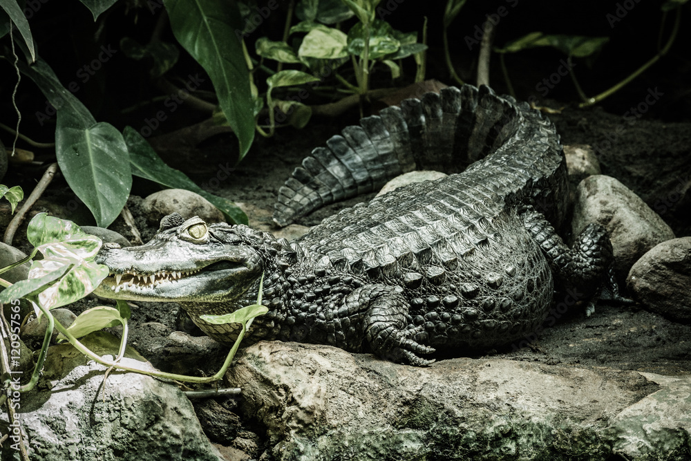 Kaiman Stock-Foto | Adobe Stock