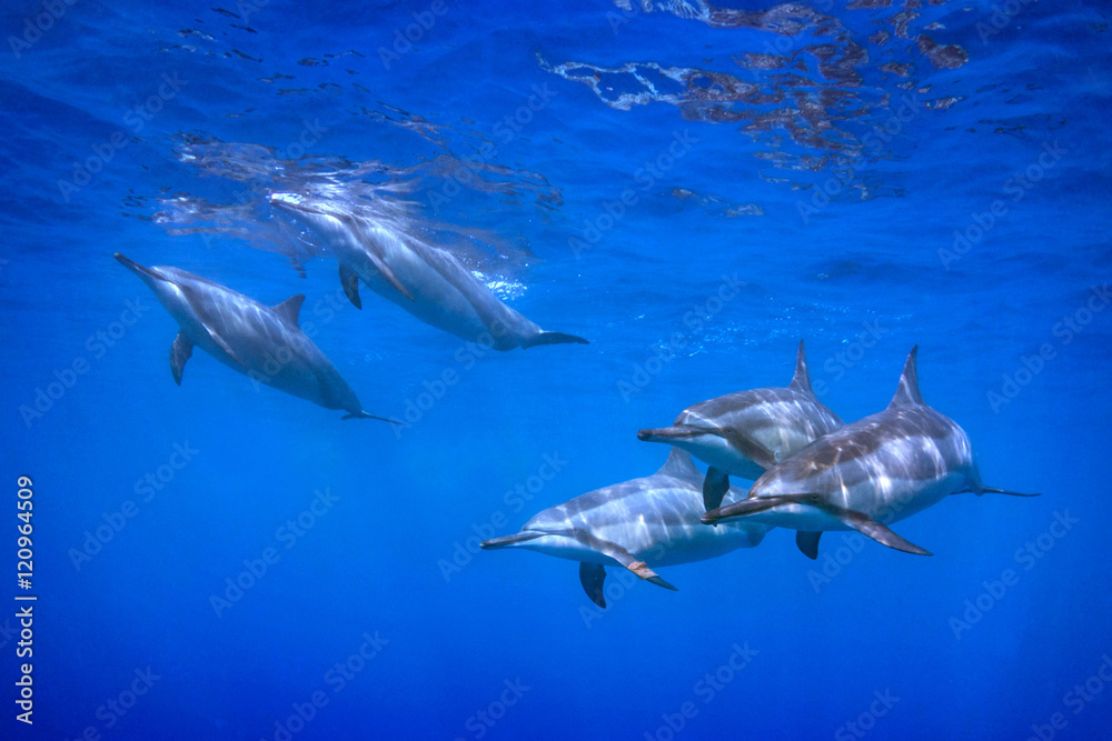 5 Dolphins Stock Photo | Adobe Stock