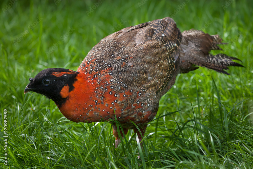 Crimson Horned Pheasant
