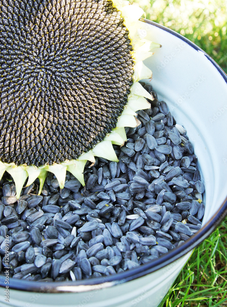Big crop of sunflower seeds in the bucket Stock Photo | Adobe Stock