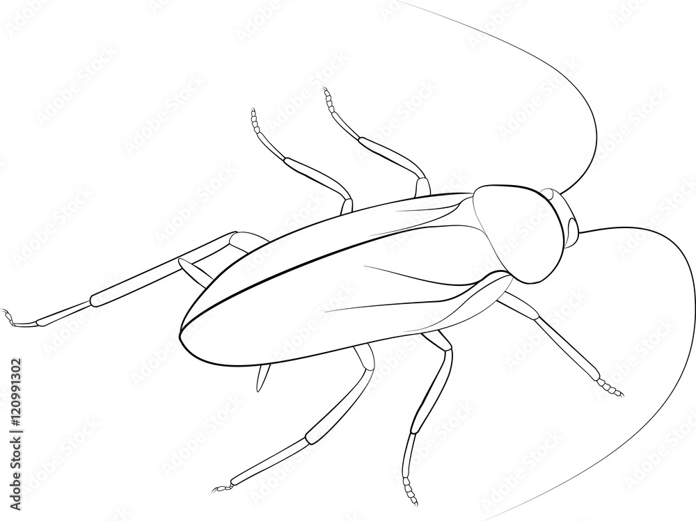 Cockroach sketch black monohrome color isolated on white background ...