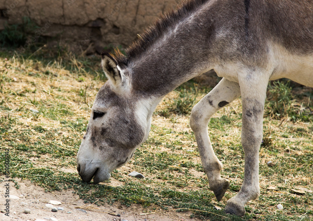 Turkmenian kulan (Equus hemionus kulan), also known as the Transcaspian ...