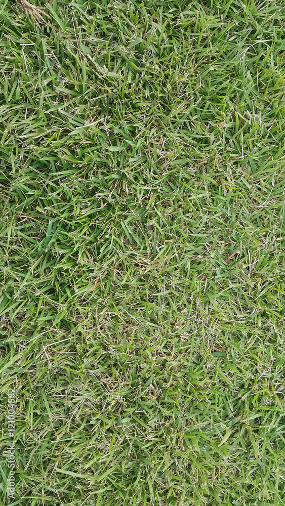grass Vertical background Stock Photo | Adobe Stock