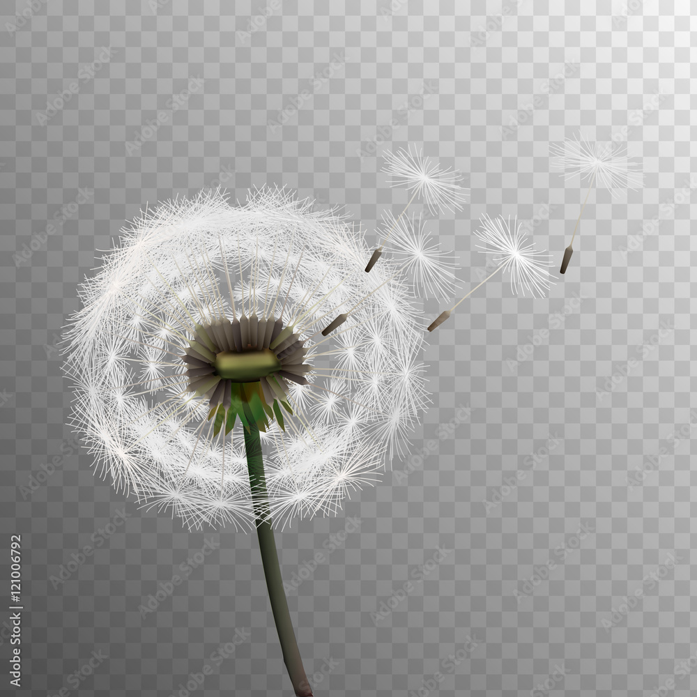 dandelion Transparent background Stock Illustration | Adobe Stock