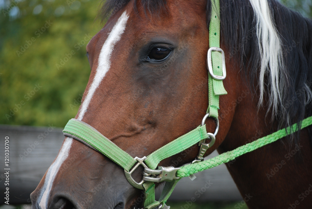 TRAKEHNER PINTO MIX HEAD WITH BRIDLE Stock Photo | Adobe Stock
