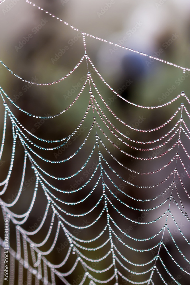 Spider web Stock Photo | Adobe Stock