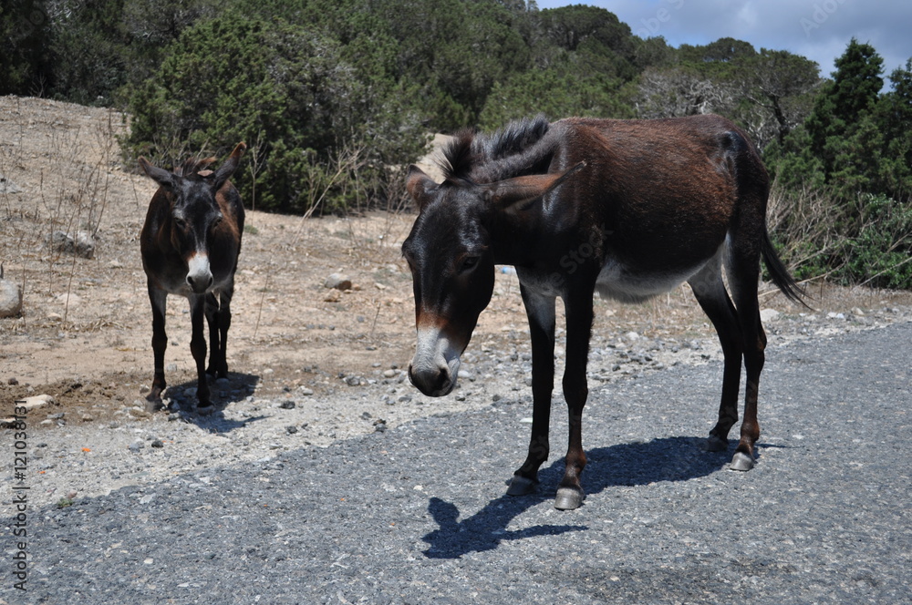 Donkey of Northern Cyprus. Beautiful portrait of a donkey. Karpasia ...