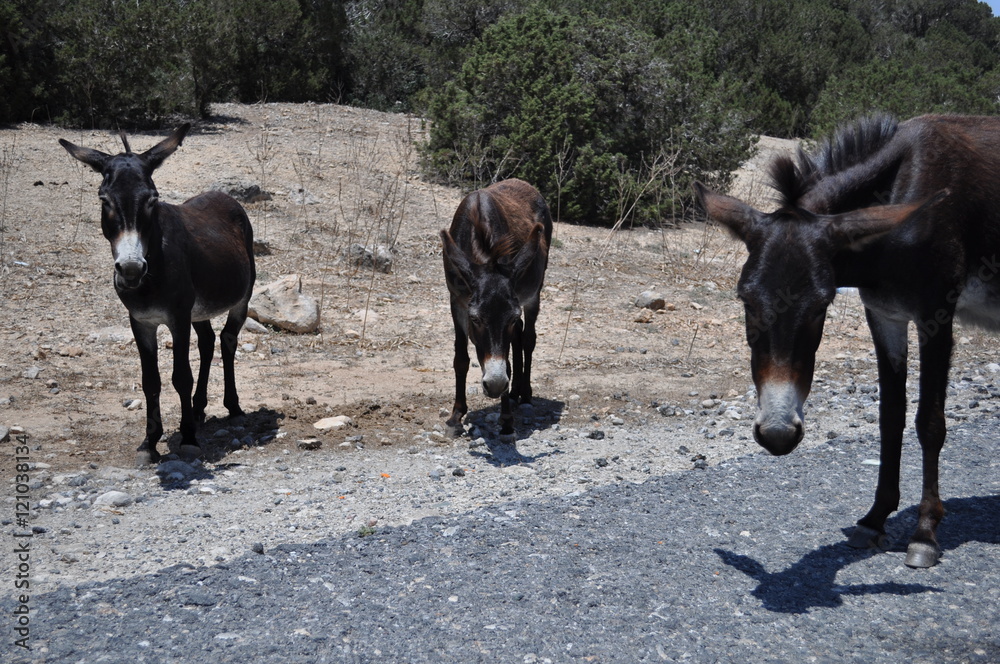Donkey of Northern Cyprus. Beautiful portrait of a donkey. Karpasia ...