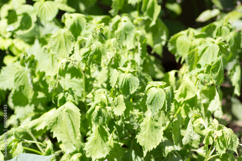 Withered Japanese basil also known as Shiso Stock Photo | Adobe Stock