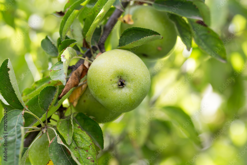 green apple on the tree Stock Photo | Adobe Stock