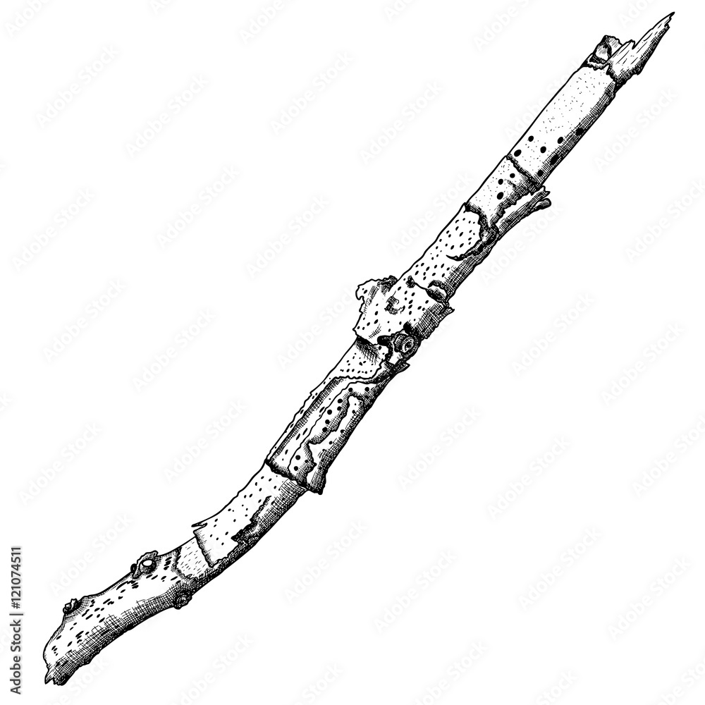 Hand drawn twig branch. Ink illustration wood twig, isolated nature ...