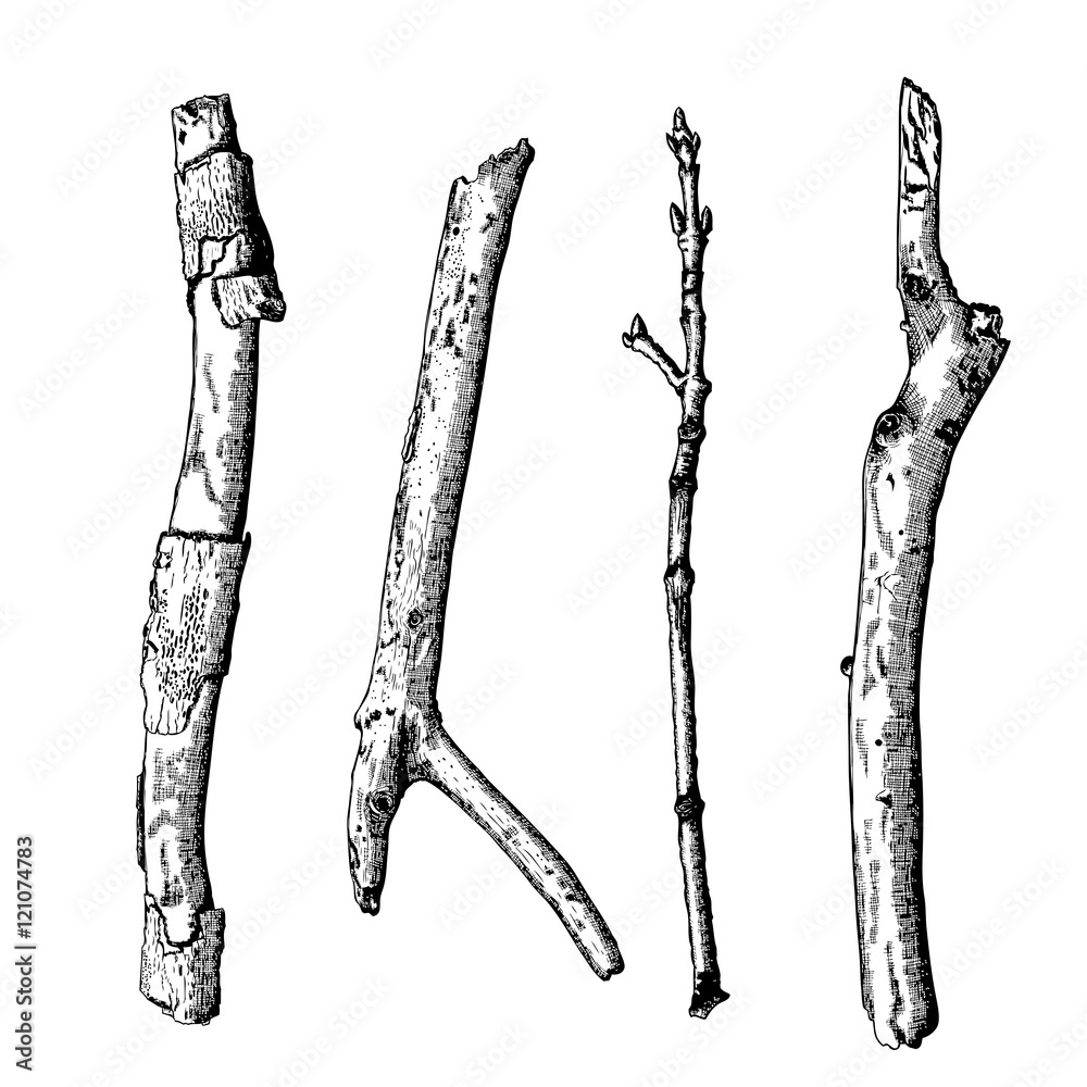Hand drawn wood twig set, ink rustic design elements collection. Dry ...