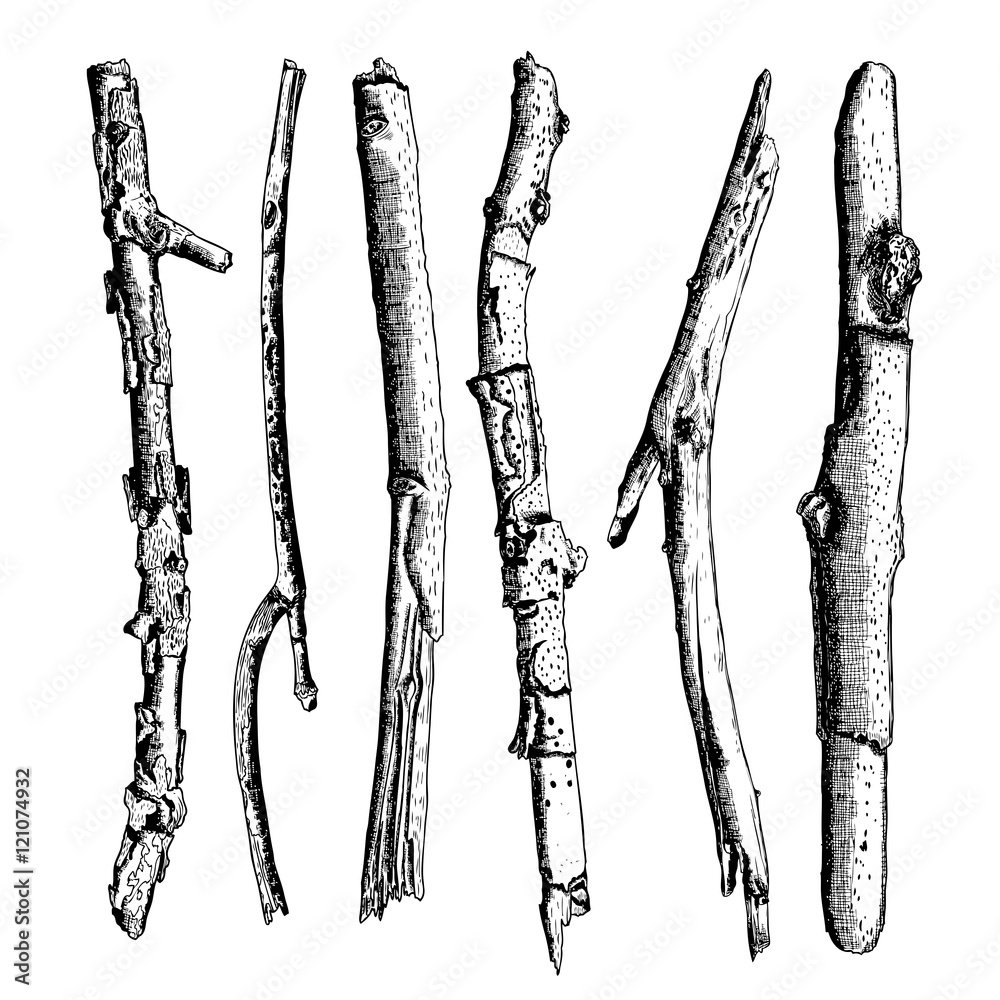 Set of detailed and precise ink drawing of wood twigs, forest ...