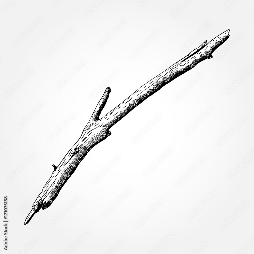 Detailed and precise ink drawing wood twig, isolated on white forest ...
