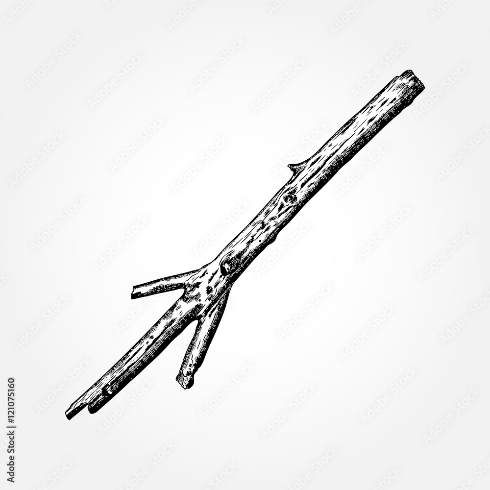 Detailed and precise ink drawing wood twig, isolated on white forest ...