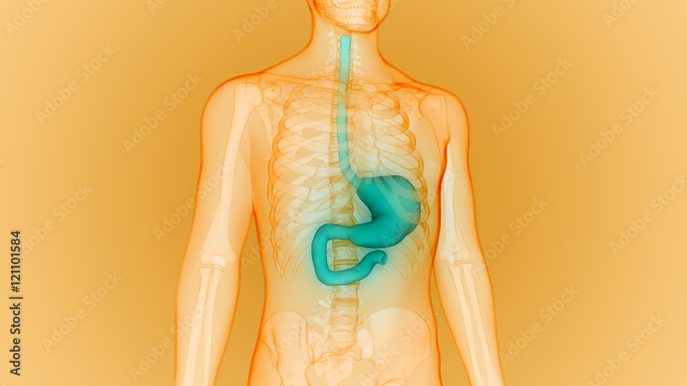 Human Body Organs (Stomach Anatomy) Stock Illustration | Adobe Stock