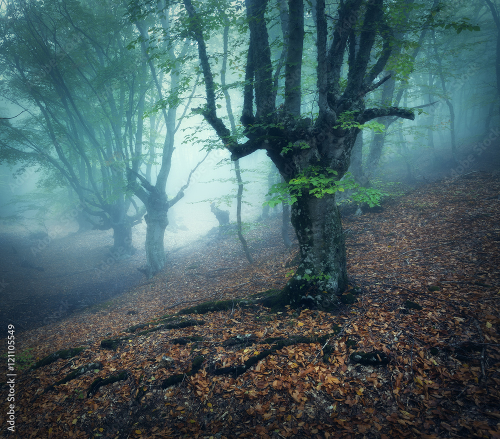 Early Morning Fog Forest