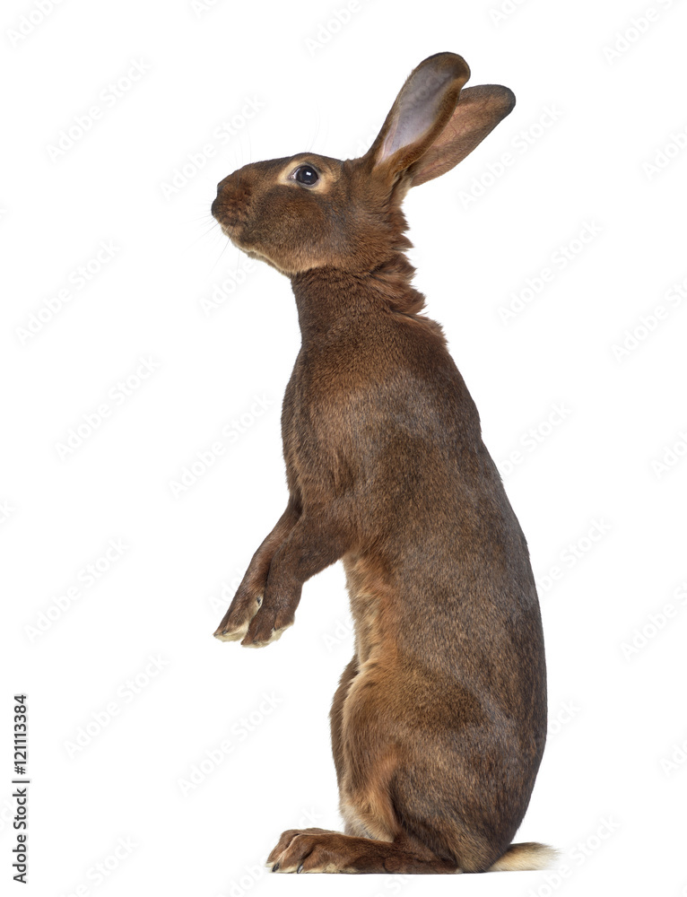Belgian Hare on hind legs isolated on white Stock Photo | Adobe Stock