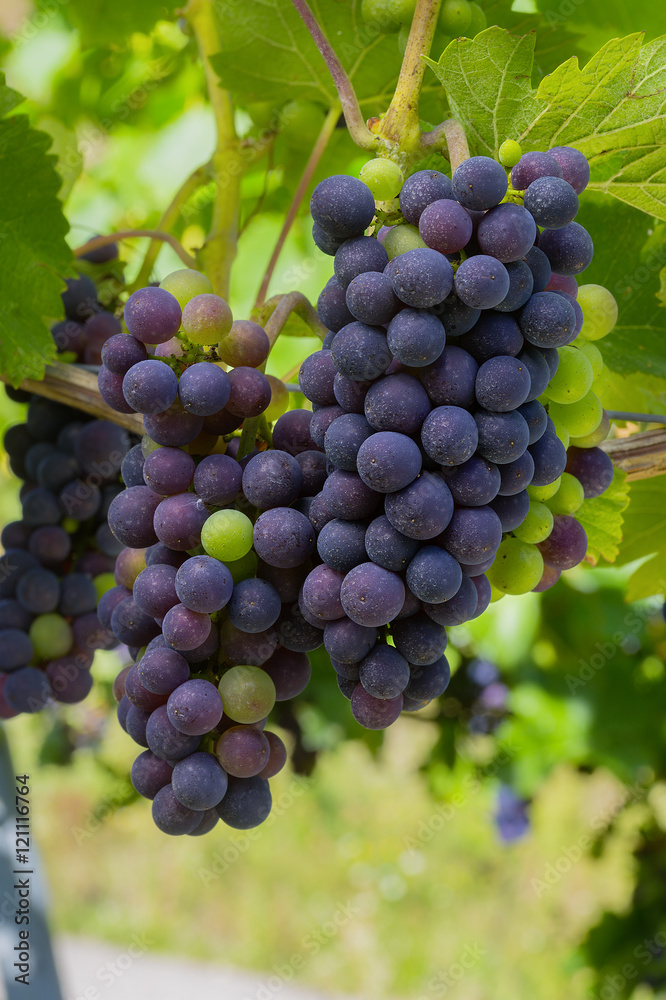 Weintrauben rot Stock-Foto | Adobe Stock